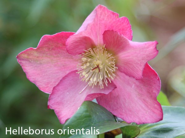 Buy Hellebore Collection Helleborus Collection Of Six Plants Delivery By Waitrose Garden In