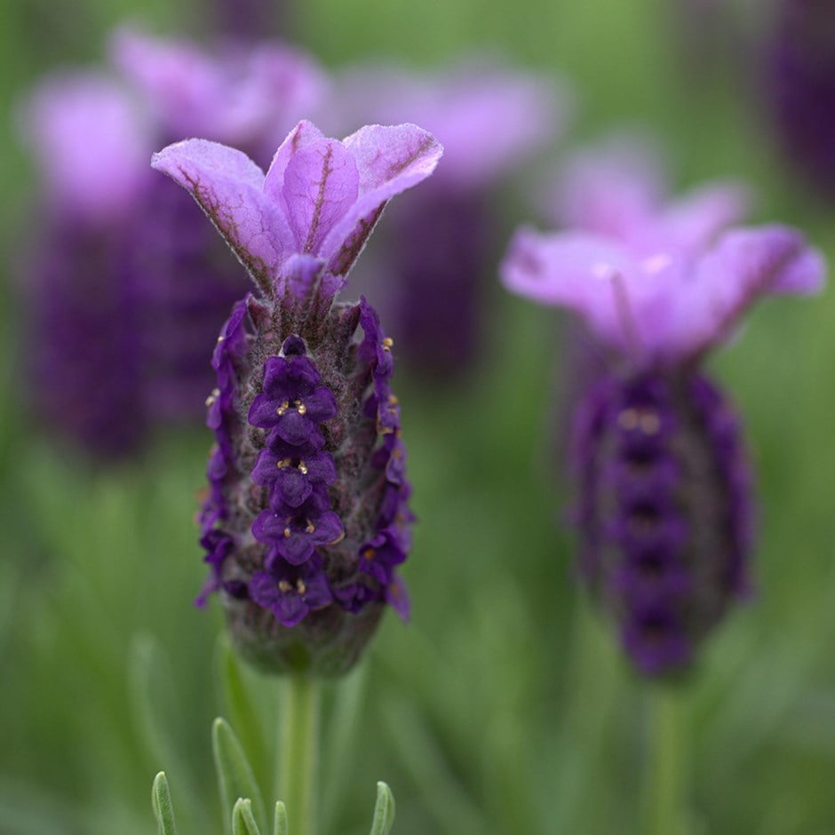 Buy French Lavender Lavandula Rocky Road Fair 09 PBR 6 99 buy-french-lavender-lavandula-rocky-road-fair-09-pbr-6-99