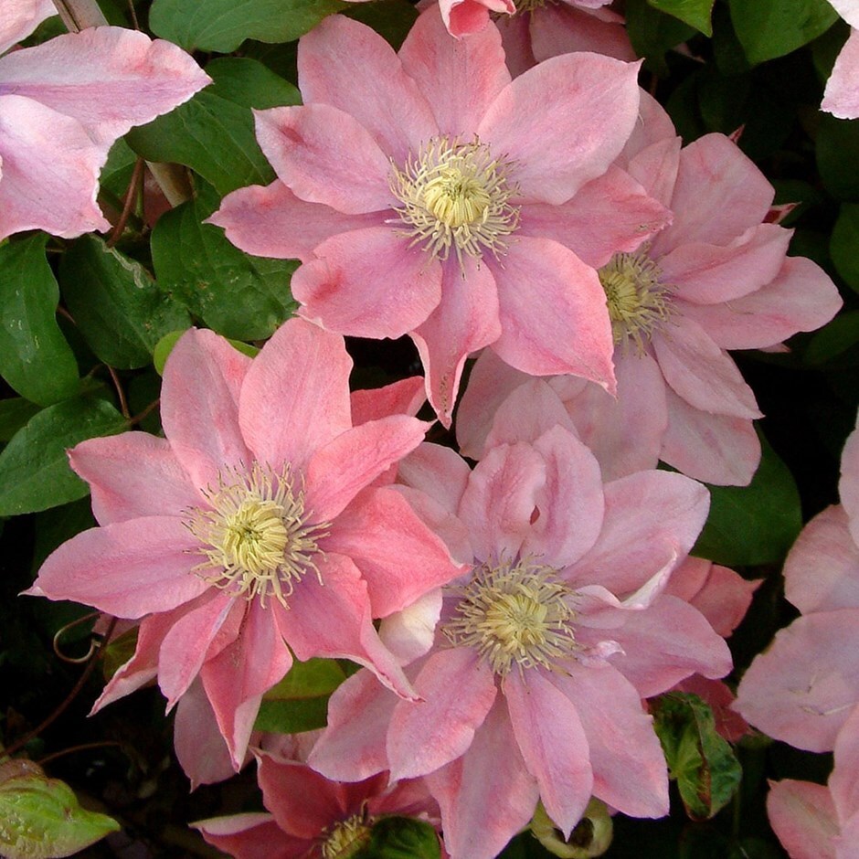 Buy clematis (group 2) Clematis Little Mermaid: £19.99 Delivery by Crocus