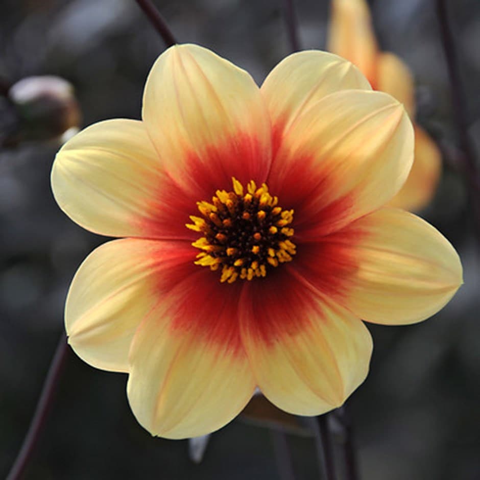 Buy Single flowered Dahlia Tuber Syn Dahlia Sunshine Dahlia Moonfire buy-single-flowered-dahlia-tuber-syn-dahlia-sunshine-dahlia-moonfire