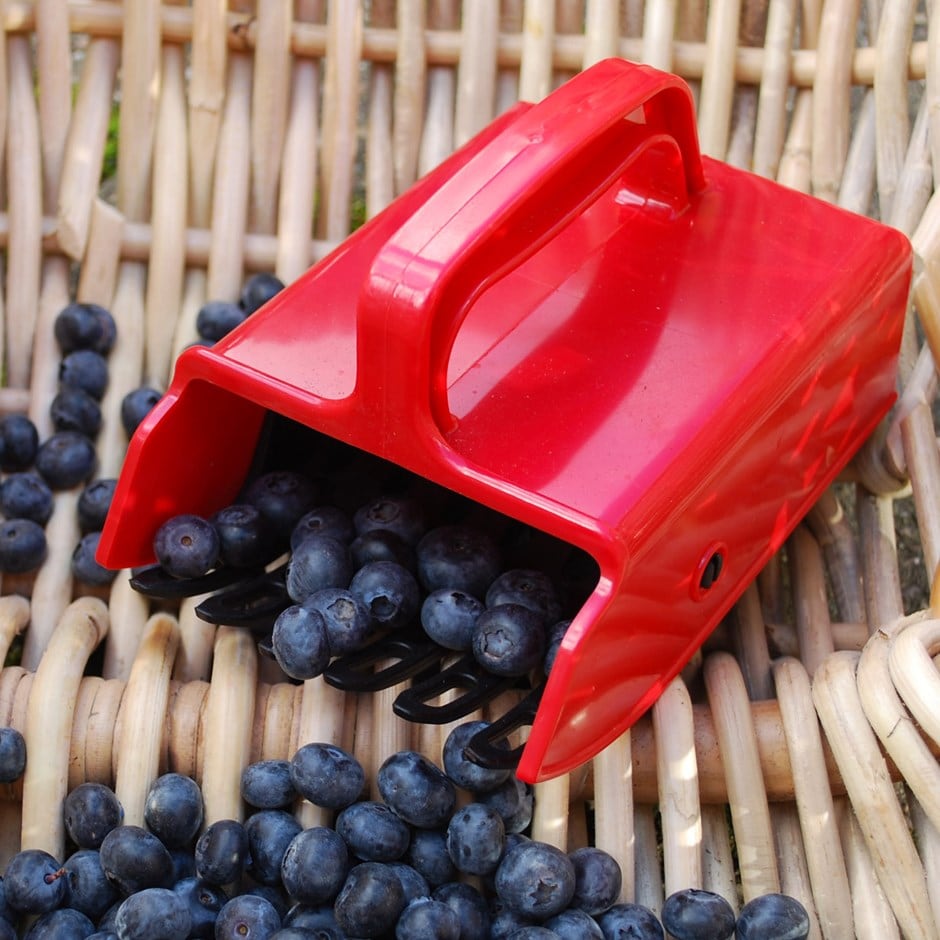 Buy Berry Picker Delivery By Crocus