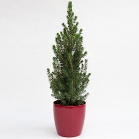 Christmas trees - Create a festive feel at home this winter