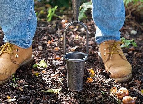 Buy bulbs for your garden