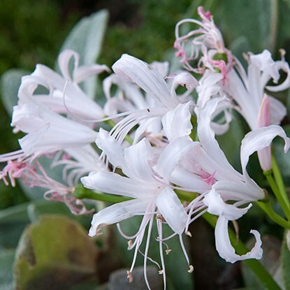 Buy bulbs for your garden