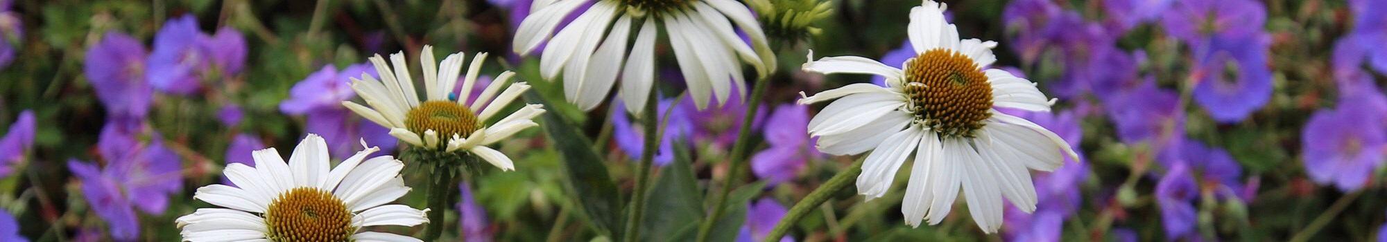 Plants flowering now | Crocus