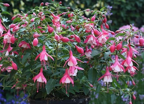 Buy plants online - Online Garden Centre for a wide variety of plants ...