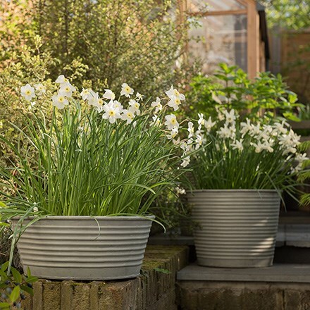 Buy plants online - Online Garden Centre for a wide variety of plants ...