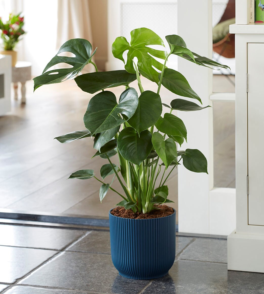 Indoor Plants | House Plants & Office Plants from Crocus