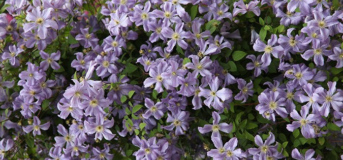 Inspiration for your garden