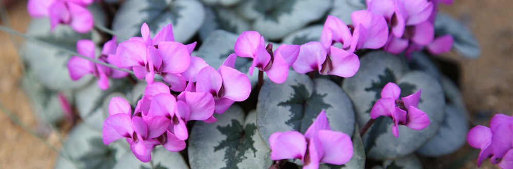 Inspiration for your garden