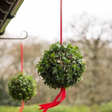 Buy perennials, shrubs, climbers, trees, grasses, bamboos, bulbs ...