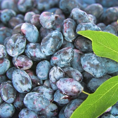 Buy perennials, shrubs, climbers, trees, grasses, bamboos, bulbs ...