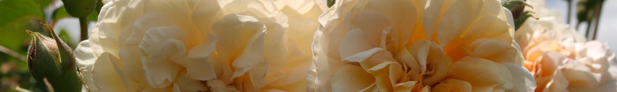 Buy perennials, shrubs, climbers, trees, grasses, bamboos, bulbs ...