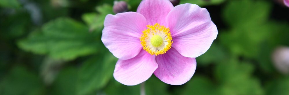 Buy perennials, shrubs, climbers, trees, grasses, bamboos, bulbs ...