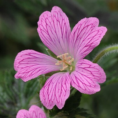 Buy perennials, shrubs, climbers, trees, grasses, bamboos, bulbs ...