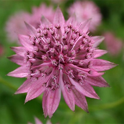 Buy perennials, shrubs, climbers, trees, grasses, bamboos, bulbs ...