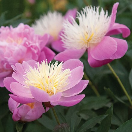 Buy perennials, shrubs, climbers, trees, grasses, bamboos, bulbs ...