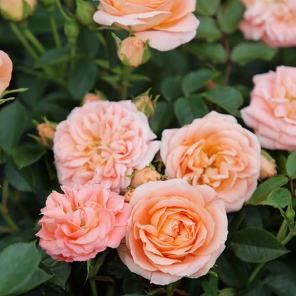 Buy perennials, shrubs, climbers, trees, grasses, bamboos, bulbs ...