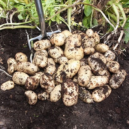 Buy perennials, shrubs, climbers, trees, grasses, bamboos, bulbs ...