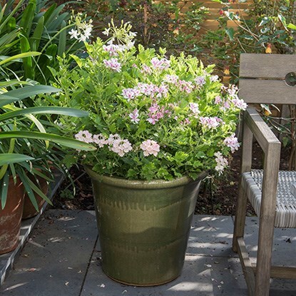 Shop Garden Pots at Crocus