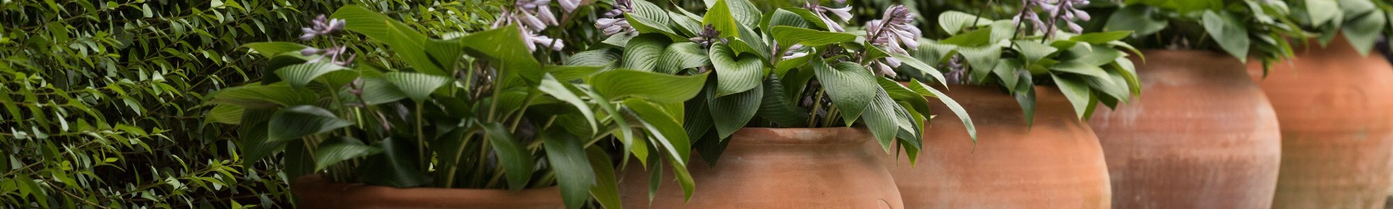 Shop Garden Pots at Crocus