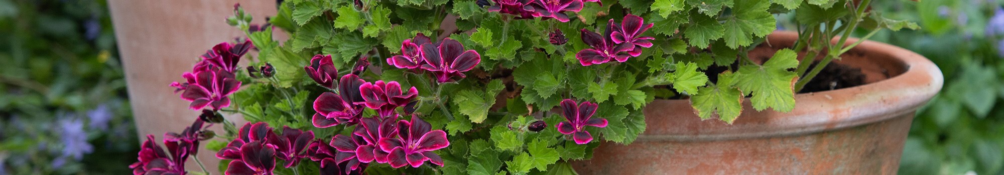 Shop Garden Pots at Crocus