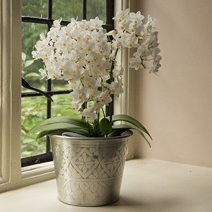 Shop Garden Pots at Crocus