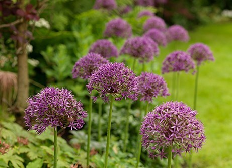 Buy garden bulbs | RHS Plants