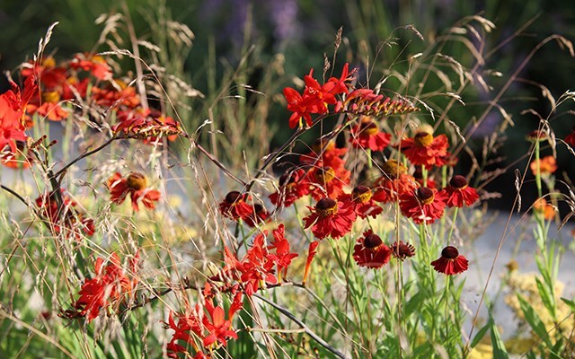 The Home of Online Gardening - Waitrose Garden