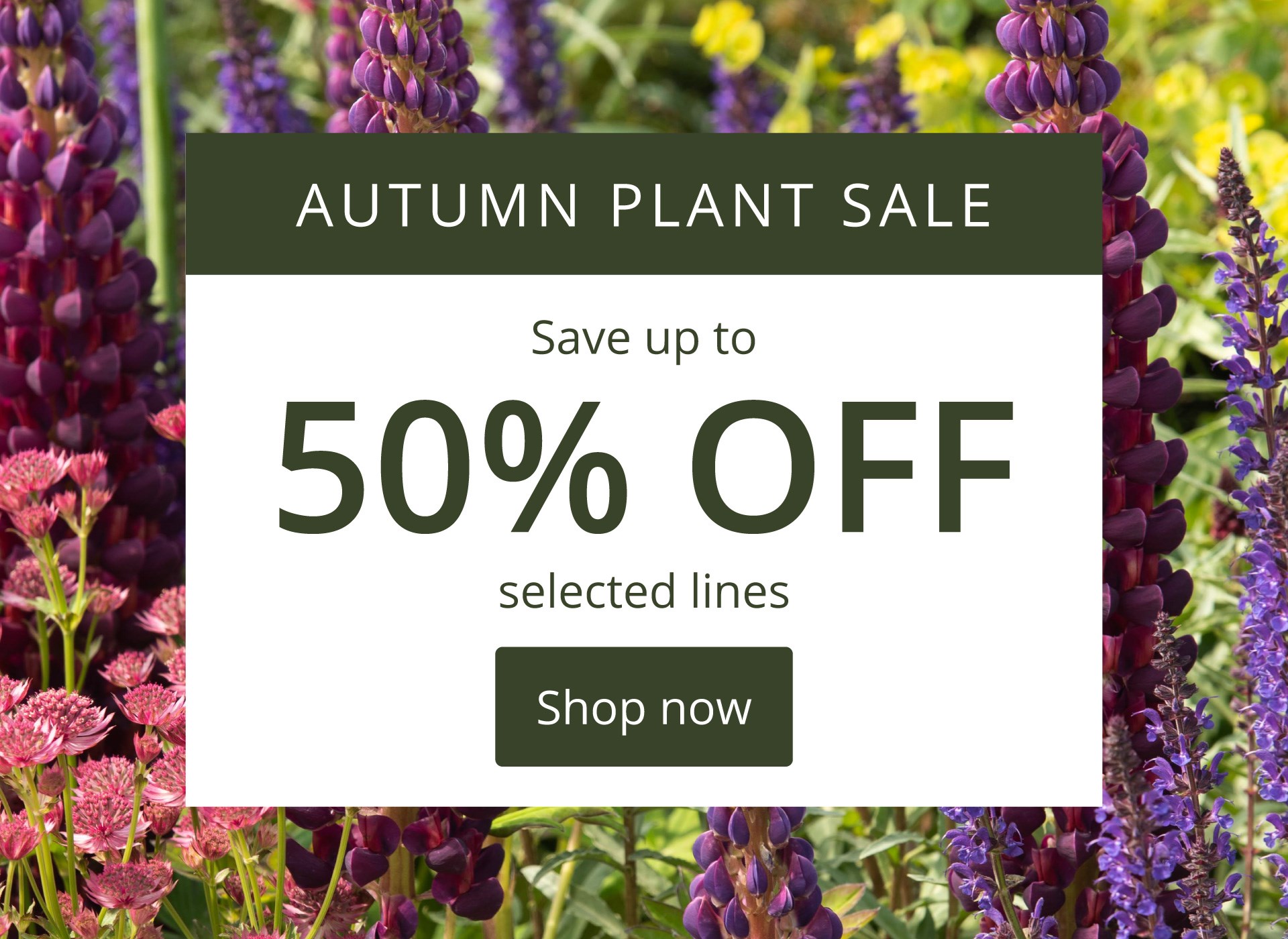 Buy plants online - Online Garden Centre for a wide variety of plants ...