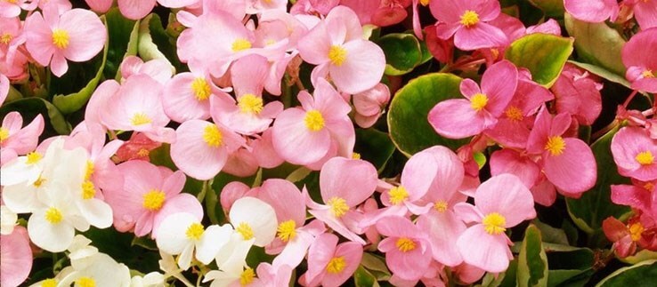 The Home of Online Gardening - Waitrose Garden