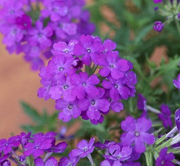 All types of plants - Waitrose Garden