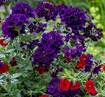 All types of plants - Waitrose Garden