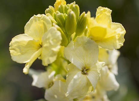 Special Offers | RHS Plants