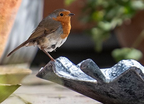 RHS Plants Summer Sale