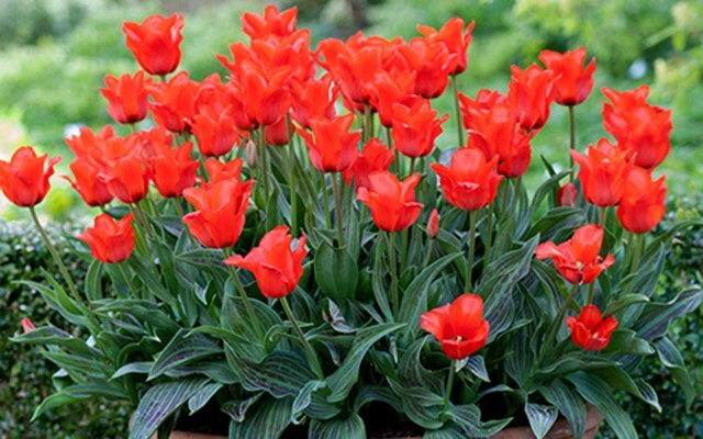 The Home of Online Gardening - Waitrose Garden