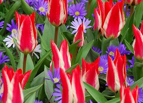 Buy perennials, bulbs, climbers & other garden plants | RHS Plants