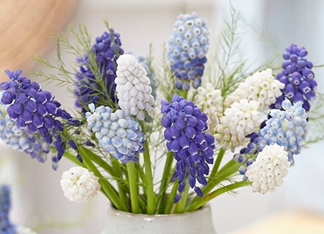 Buy garden bulbs | RHS Plants