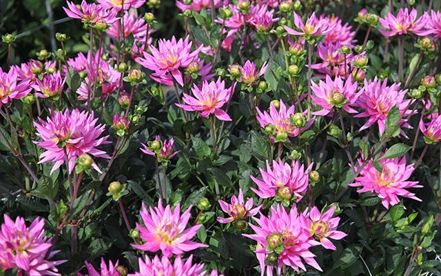 The Home of Online Gardening - Waitrose Garden