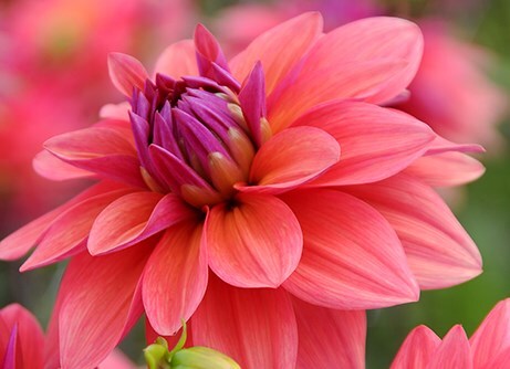 Buy garden bulbs | RHS Plants