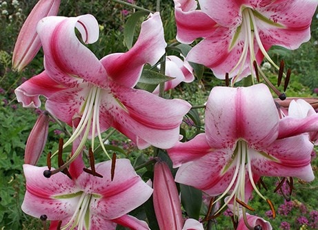 Buy garden bulbs | RHS Plants