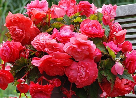 Buy garden bulbs | RHS Plants