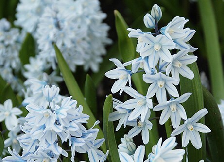 Buy garden bulbs | RHS Plants