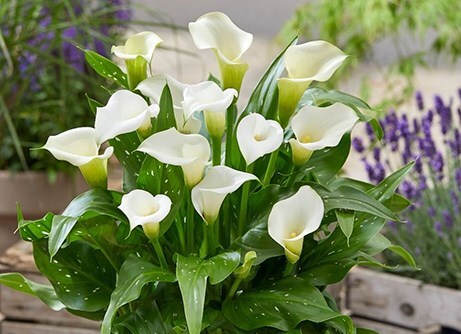Buy garden bulbs | RHS Plants