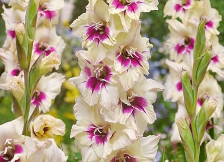 Buy garden bulbs | RHS Plants