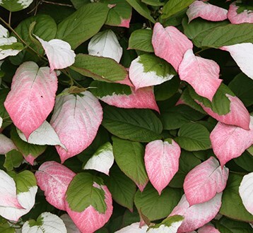 All types of plants - Waitrose Garden