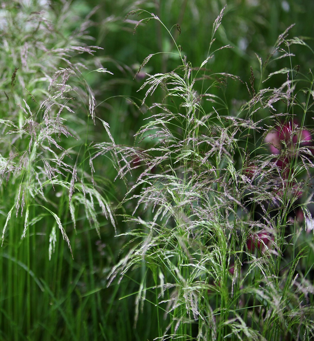 Buy plants online - Online Garden Centre for a wide variety of plants ...