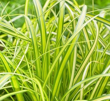 All types of plants - Waitrose Garden