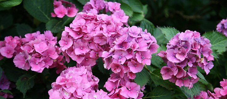 The Home of Online Gardening - Waitrose Garden