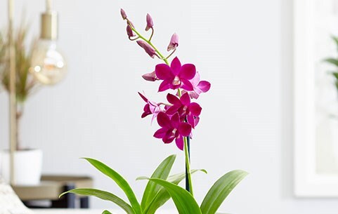 House and indoor plants - Waitrose Garden